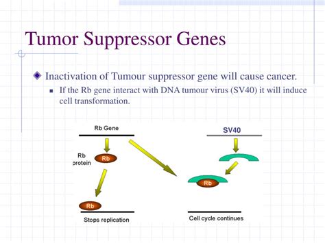 Ppt Introduction To Oncology Powerpoint Presentation Free Download Id1205283