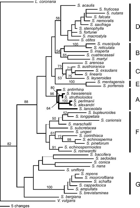 One Of 2420 Most Parsimonious Mp Trees Found In The Analysis Of The Download Scientific