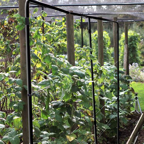 Raspberry Support Plant Frames Agriframes Usa