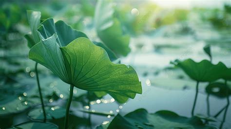 The Lotus Leaf Floats On The Water Surface Of The Lotus Basin