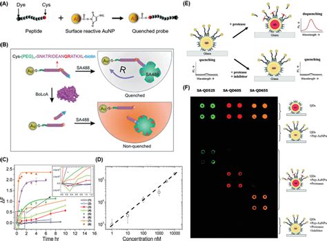 A General Scheme Of Quenched Probe Used In Fret Consisted Fluorescent Download Scientific