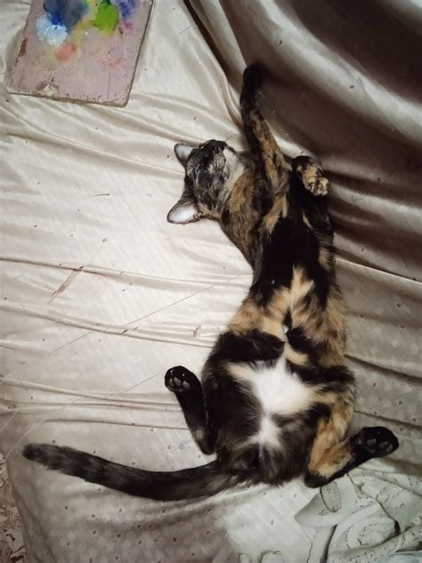 Cat Pussy Free Photo On Pixabay Pixabay