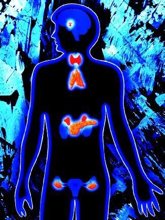 Design Parts Of The Endocrine System The Endocrine System Blood Body Levels Brain