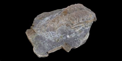 Virtual Collection Resting Traces Digital Atlas Of Ancient Life Virtual Collection Resting Traces Digital Atlas Of Ancient Life