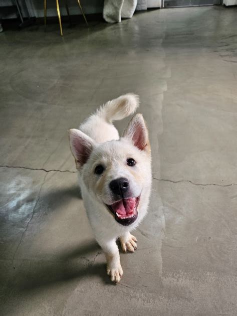 믹스견바둑이 강아지책임무료분양 컴투펫위탁보호센터 강아지무료분양 고양이무료분양 강아지파양 고양이파양