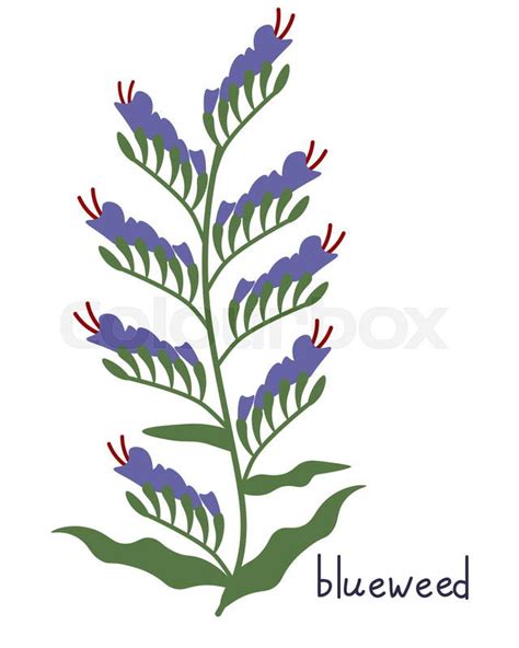 Echium Vulgare Simple Vector Illustration Colourbox
