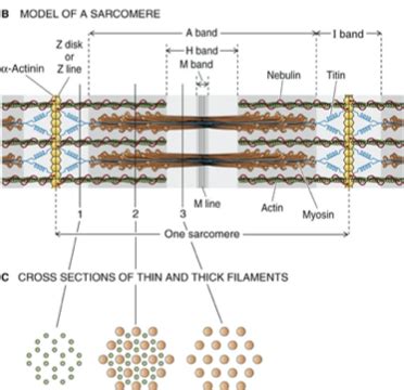 Sarcomere Structure Flashcards Quizlet