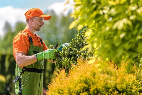 Aerial Tree Care And Pruning Service Free Quote