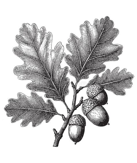 Oak Leaf Engraving Stock Illustrations 1 443 Oak Leaf Engraving Stock Illustrations Vectors