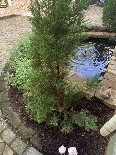 Browning Juniper R Landscaping