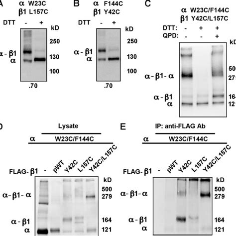 Intra α Subunit Disulfide Cross Linking From S0 To S1 Through S4 A Download Scientific