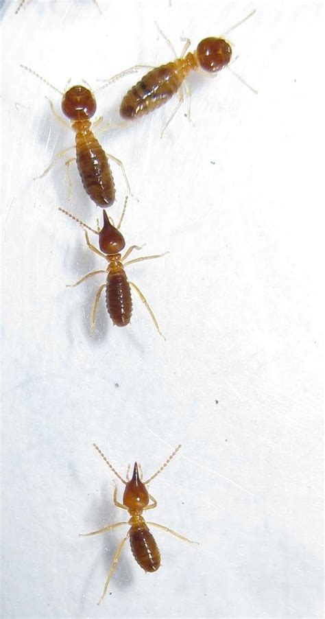 Photos And Info On Ants And Termites Of Malaysia Bulbitermes