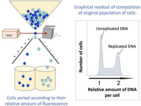 The Cell Cycle And Mitosis Fundamentals Of Cell Biology