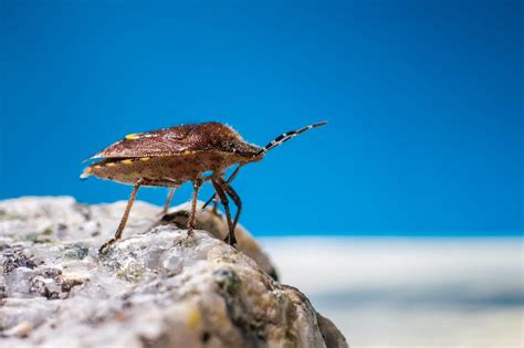 The Brown Marmorated Stink Bug Bmsb Season Is Here Greencarrier