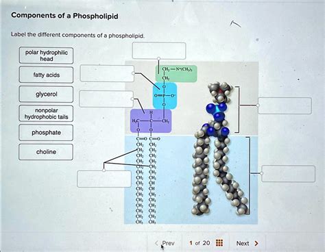 Components Of A Phospholipid Label The Different Components Of A Phospholipid Polar Hydrophilic