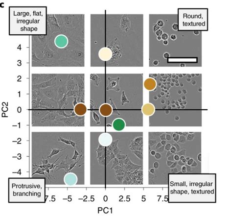 Livecell For Ai Assisted Cell Segmentation