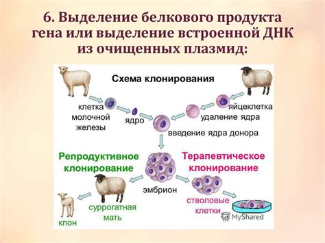 Клонирование генов презентация онлайн