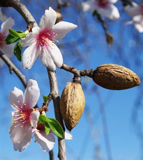 How To Plant Grow Care For Walnut Tree Complete Guide Artofit