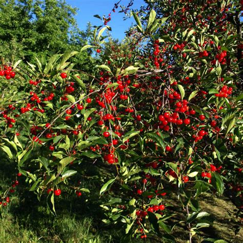 Dwarf Cherry Tree Varieties