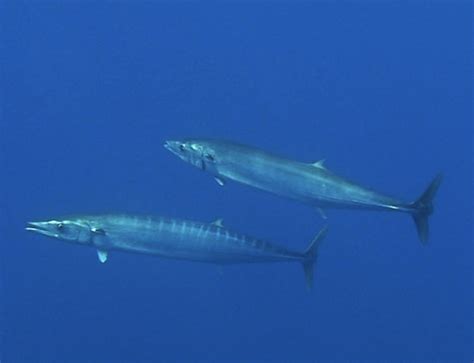 Wahoo – "OCEAN TREASURES" Memorial Library
