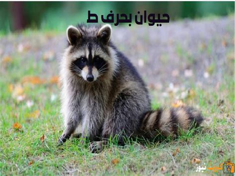 حيوان بحرف ش اسم حيوان بحرف ش أسماء حيوانات بحرف الشين 2024 كبريت نيوز