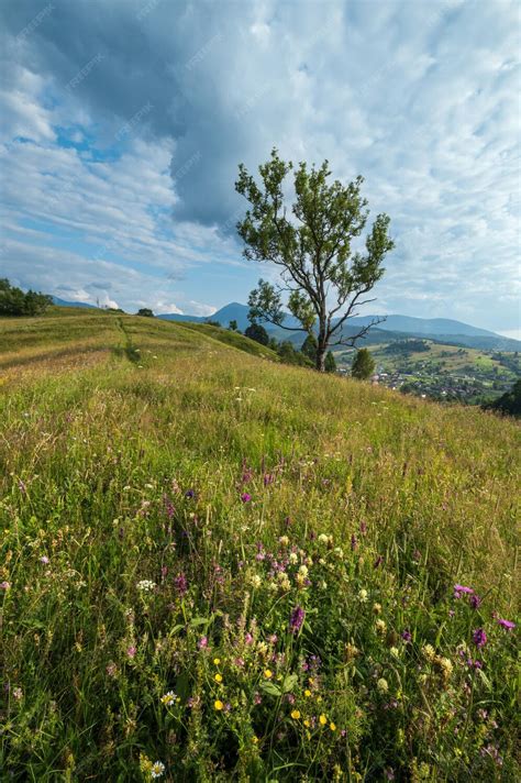 Prairies Dété De Campagne De Montagne Des Carpates Avec De Belles Fleurs Sauvages Photo Premium