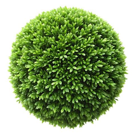Top View Of Decorative Green Bush On White Background Premium Ai Generated Image
