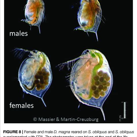 Pdf Sex Specific Differences In Essential Lipid Requirements Of Daphnia Magna