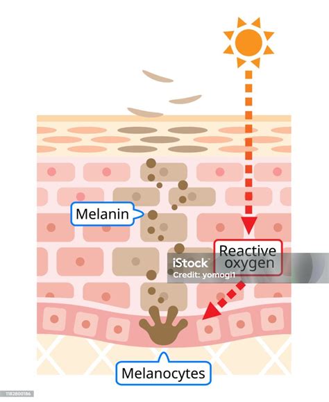피부 세포 회전율 그림의 메커니즘 인간의 피부 층과 멜라닌과 멜라닌 세포 뷰티 및 스킨 케어 컨셉 건강한 생활방식에 대한 스톡 벡터 아트 및 기타 이미지 Istock