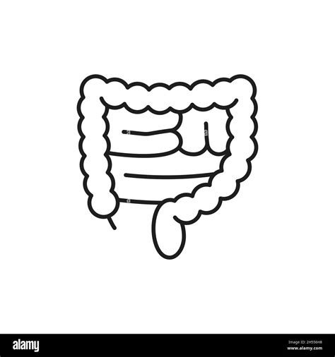 Human Large Intestines Isolated Outline Thin Line Icon Vector Digestive Tract System Internal