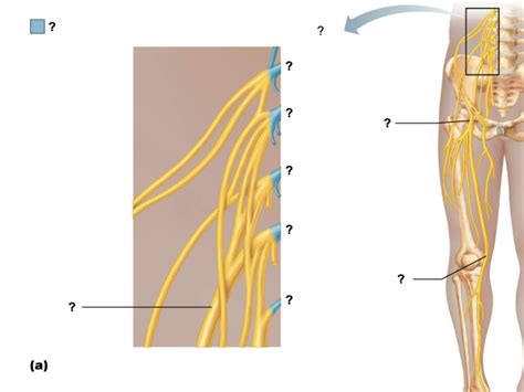 Lesson 9 Lumbar Plexus Anterior View Diagram Quizlet