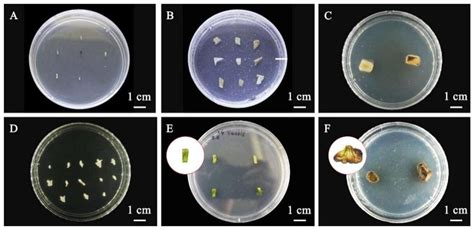 一种油桐愈伤组织遗传转化体系的建立方法