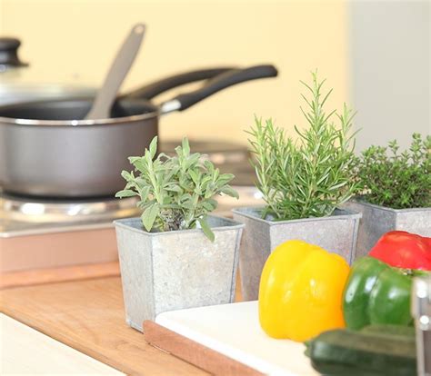 როგორ მოვიყვანოთ როზმარინი ქალაქის პირობებში