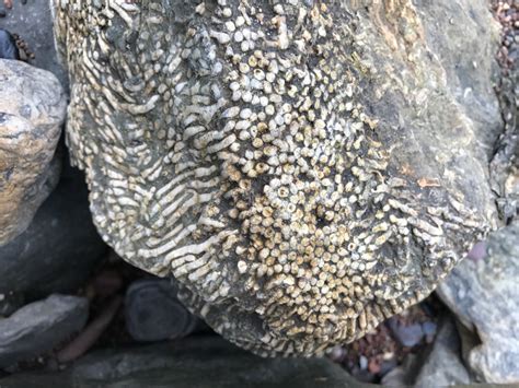 What Does A Fossilized Reef Look Like