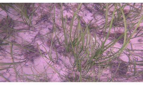 Robotics And Deep Learning To Revolutionize Seagrass Monitoring Hydro International