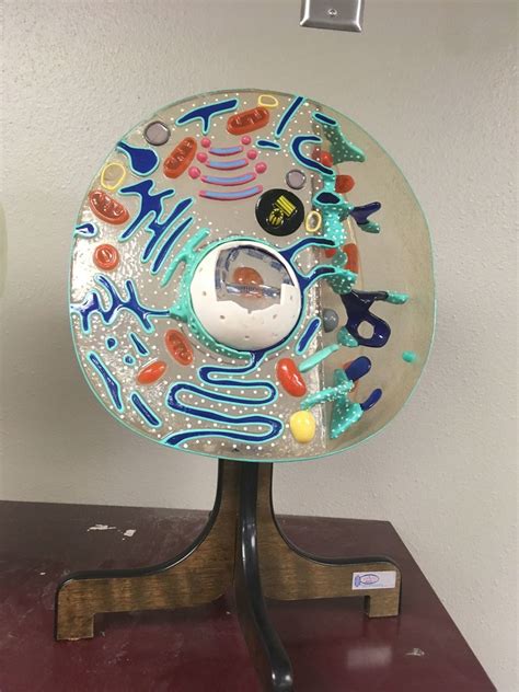 Lab Practical 1 Diagram Quizlet