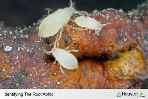 Root Aphid Control Proper Methods On How To Kill
