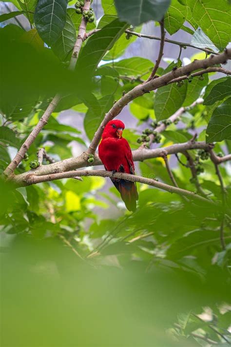 A Red Colored Bird And A Woodpecker With Yellow Markings Stock Image