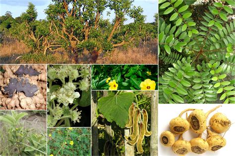 Natures Viagra 18 Herbs Scientifically Proven As Aphrodisiacs Ital