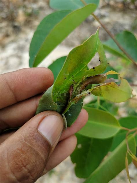 Pest And Desease Stock Photo Image Of Food Desease 262018638