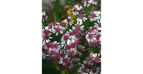 Aster Lateriflorus Prince Őszirózsa