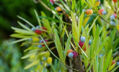 The Fruit Of Podocarpus Macrophyllus Yew Plum Pine Buddhist Pine And Fern Pine In Sochi Park