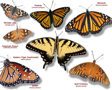 Monarch Butterfly Facts Pictures Video Find Out About