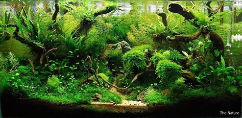 Dense Jungle Aquarium Landscape Aquascape Aquarium Planted Aquarium