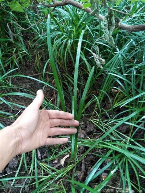 麦冬草籽播种前怎样做出芽率高 花卉百科 绿宝园林网