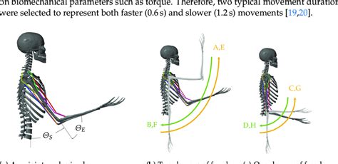 Visualization Of Arm Model With The Considered Movement Matrix In A