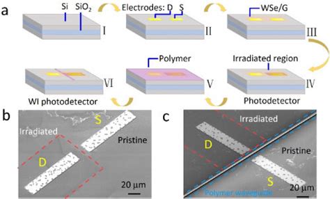 A Schematic For The Preparation Of The Waveguide Integrated Download Scientific Diagram