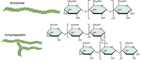 Draw The Structure Of Amylose And Amylopectin Amylose