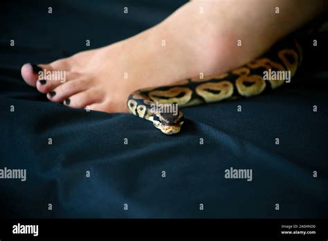 Female Leg With Royal Python Snake Ball Python Slithering Across Black Cover Bed Snake Python