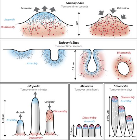 Cellular Actin Structures With Different Filamentous Architectures And Download Scientific